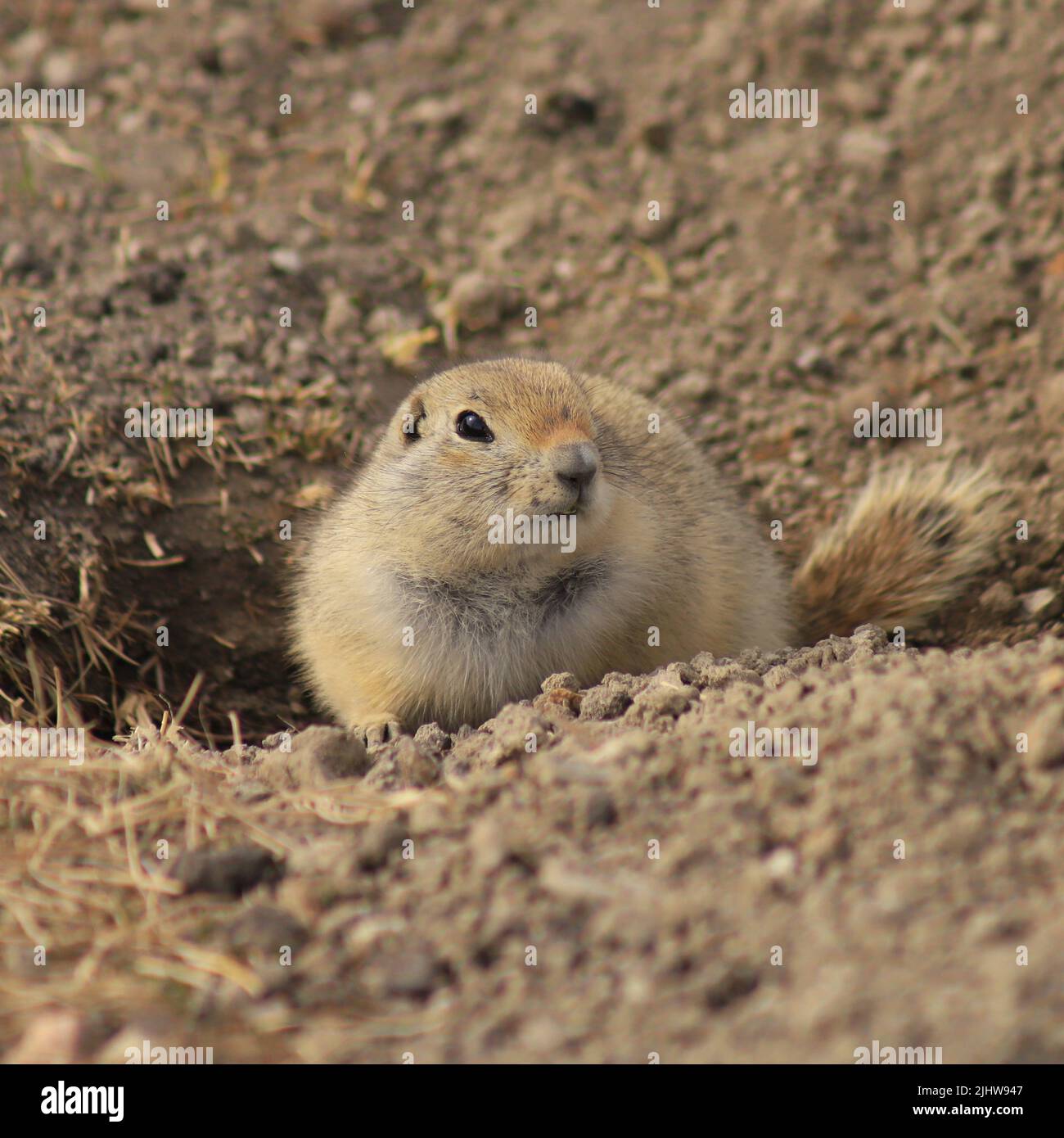 In Alberta we don't use groundhogs to determine if Winter is over... We ...