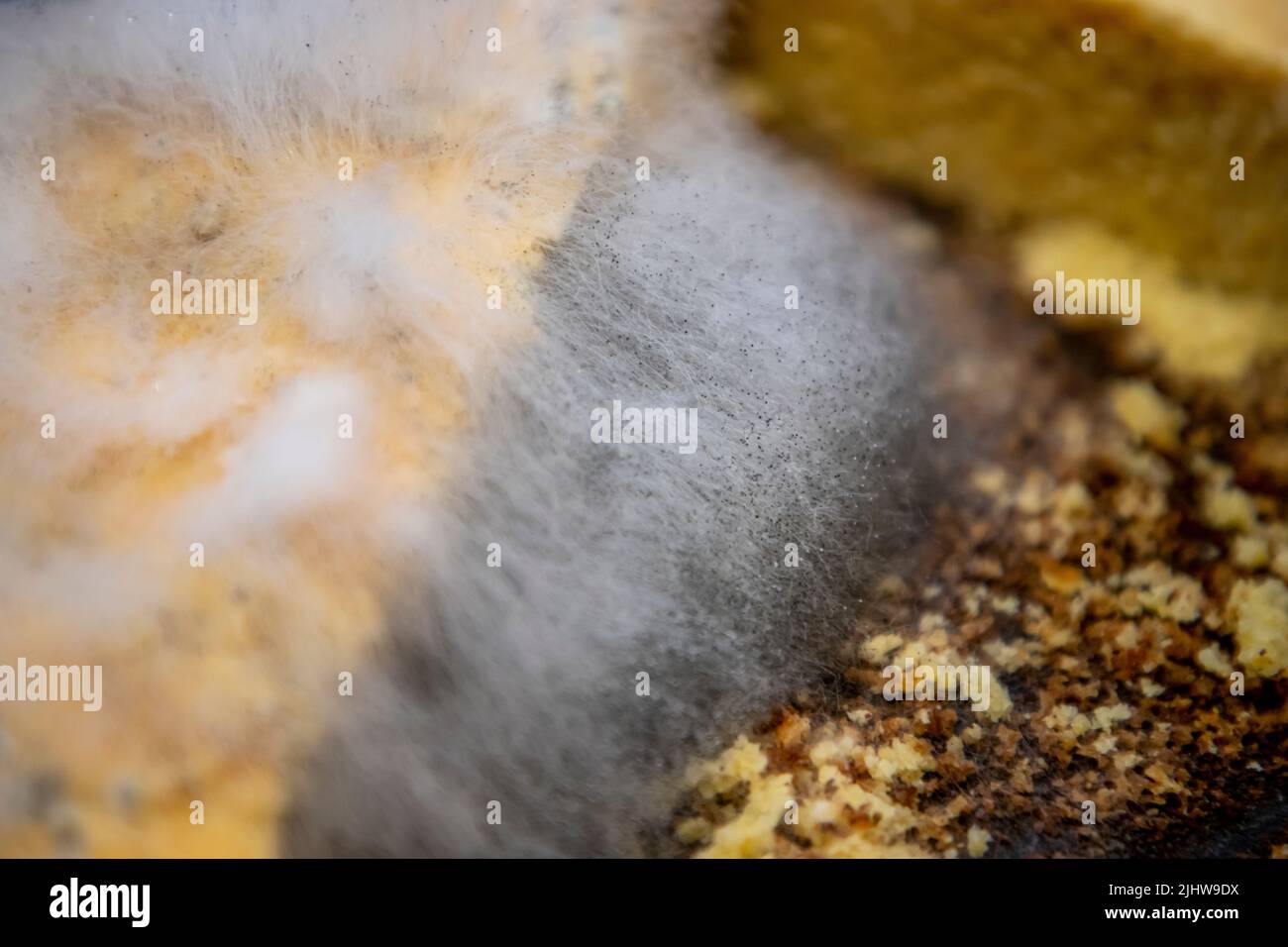 Pin Mold growing on homemade cornbread gone bad Stock Photo - Alamy