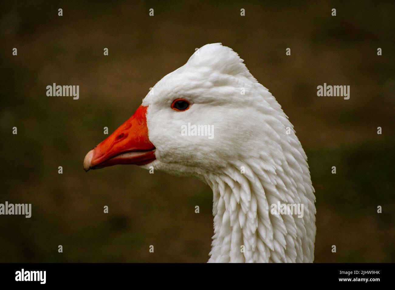Approach and detail of the head of a domestic goose Stock Photo - Alamy