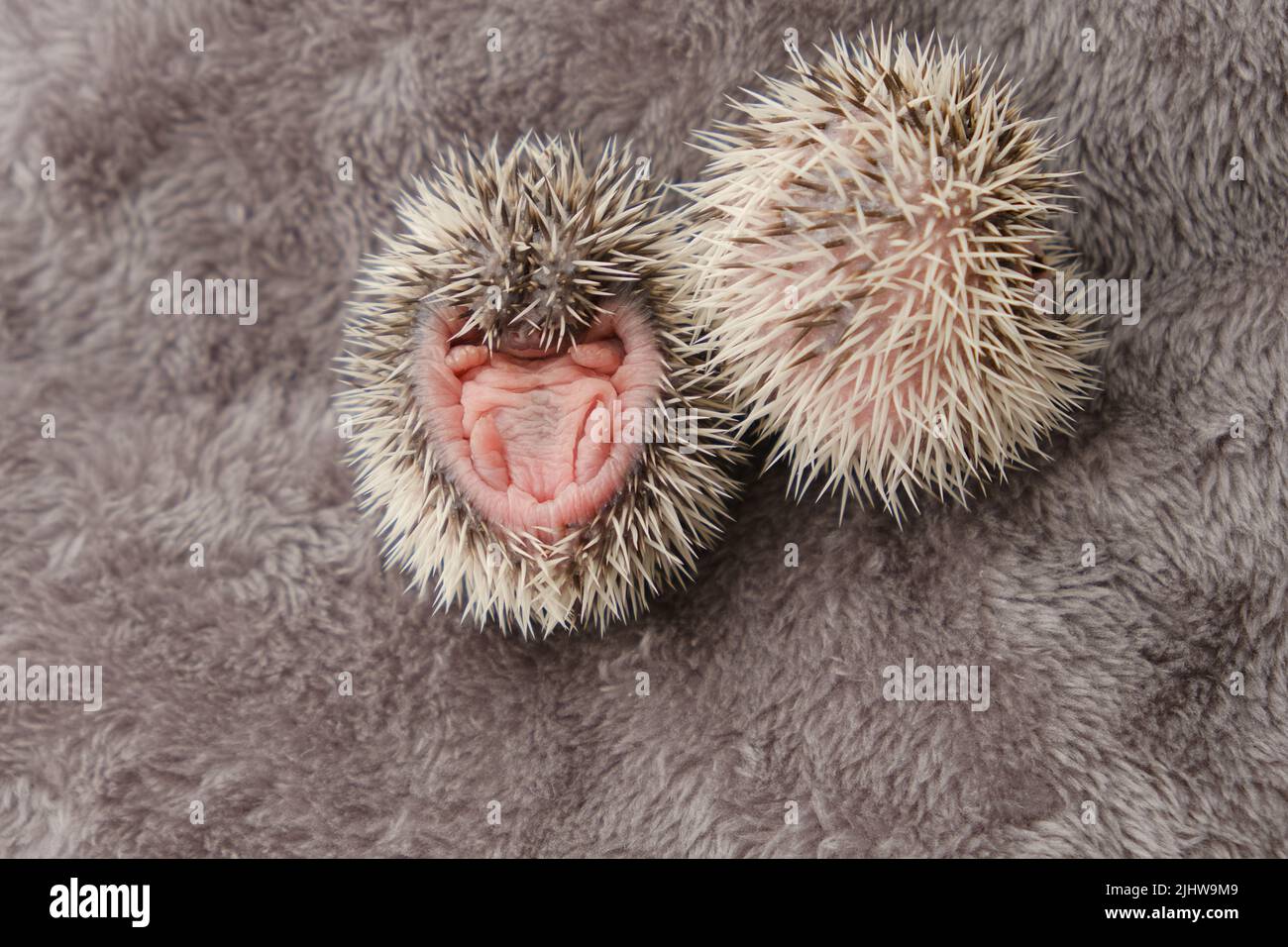 Two small newborn hedgehogs . Newborn two hedgehogs on soft gray fur ...