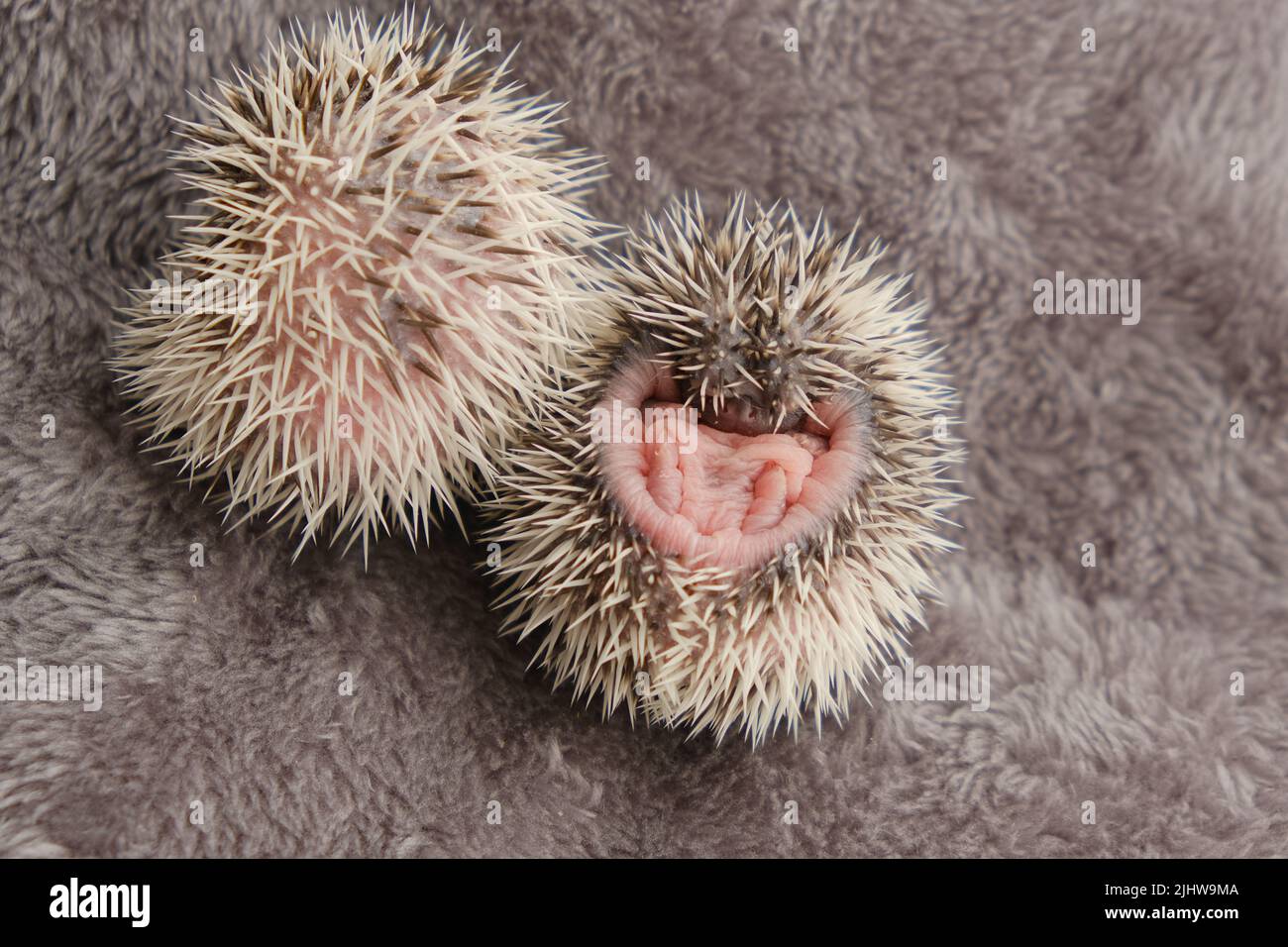 Newborn hedgehogs on soft gray fur. Two newborn hedgehogs. African ...