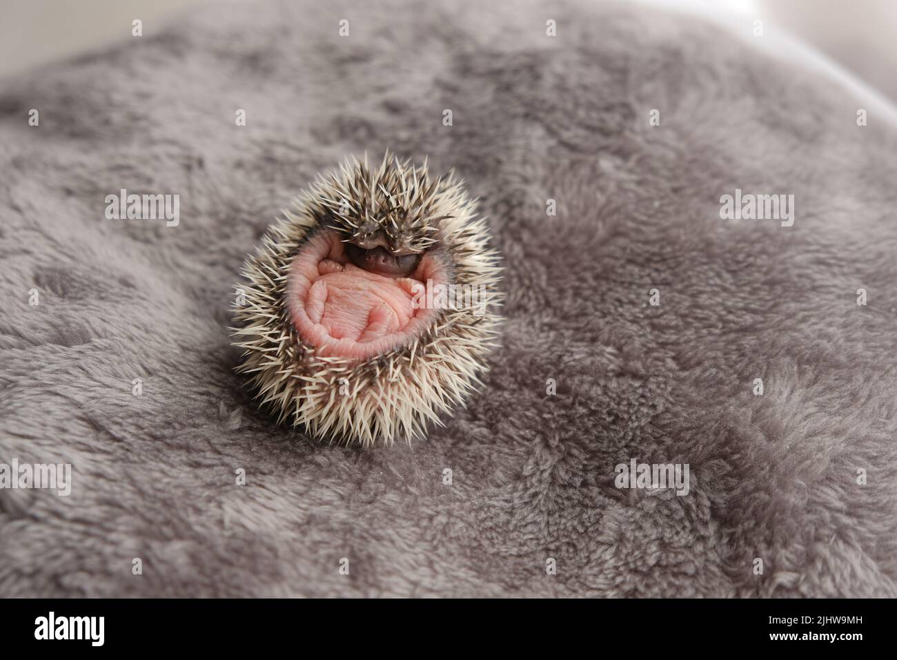 Baby hedgehog.Newborn hedgehog on gray fur. African white-bellied ...