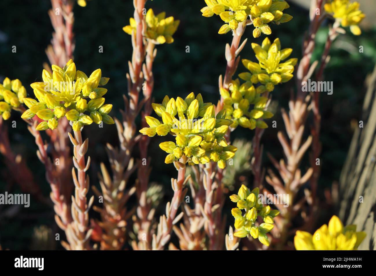 Yellow sedum hi-res stock photography and images - Alamy