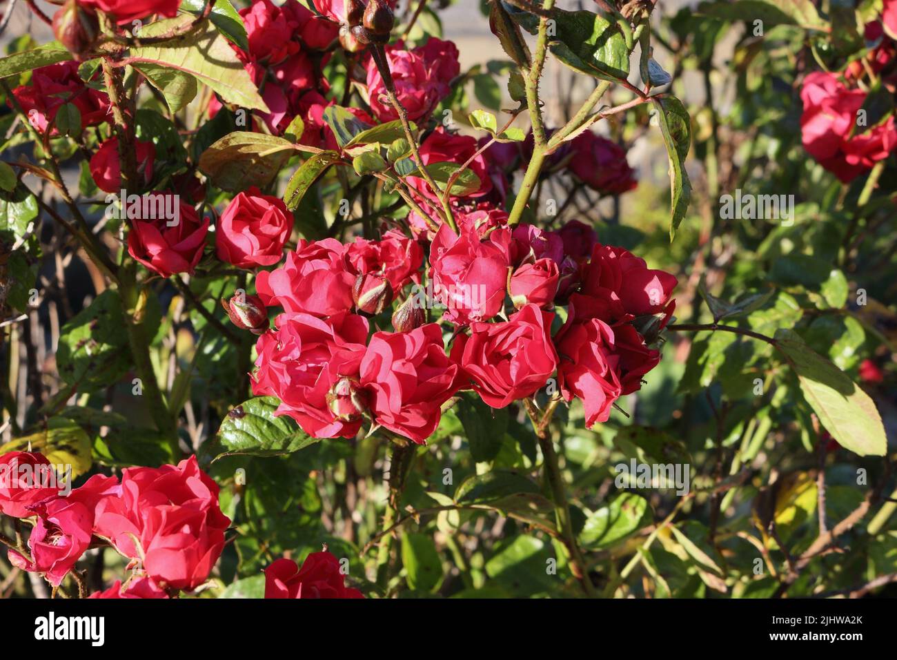 Red roses bush in bloom, growing wild in cemetery, red flowers ...