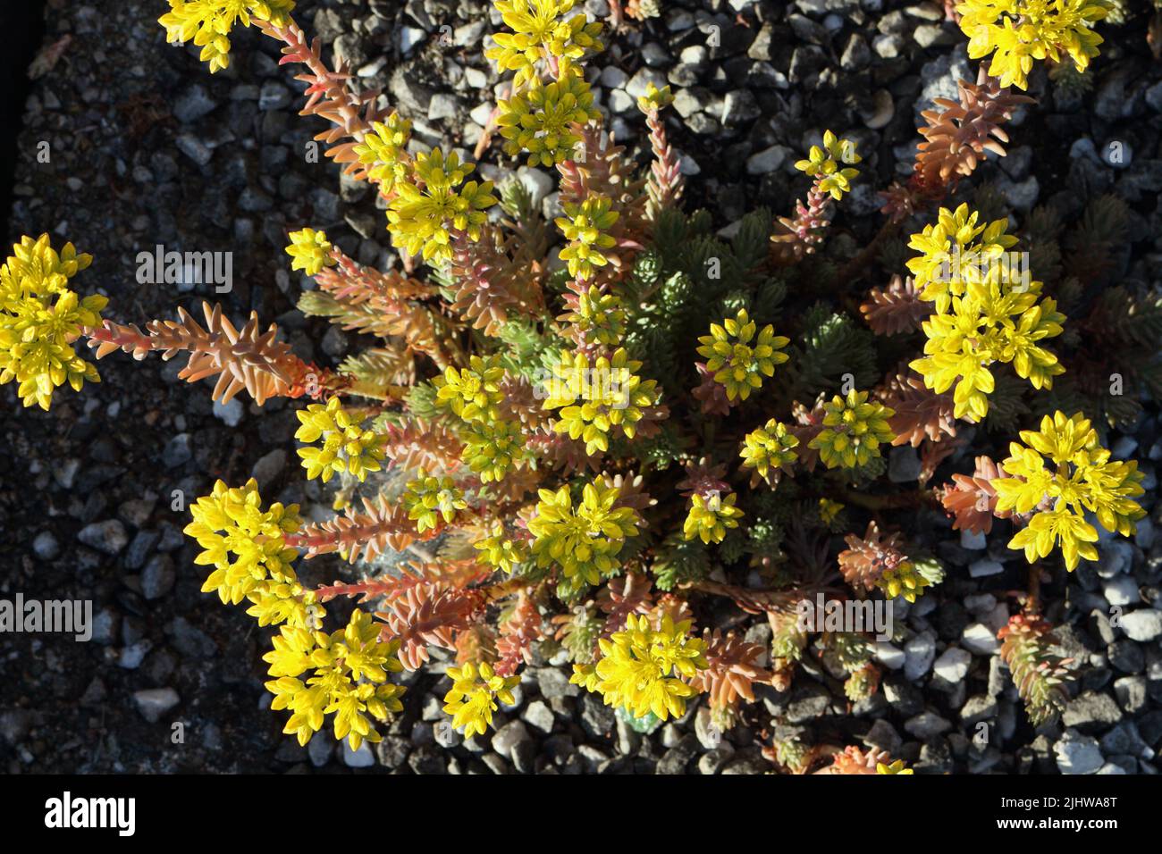 Yellow sedum ochroleucum flowers, succulent plant growing wild in ...