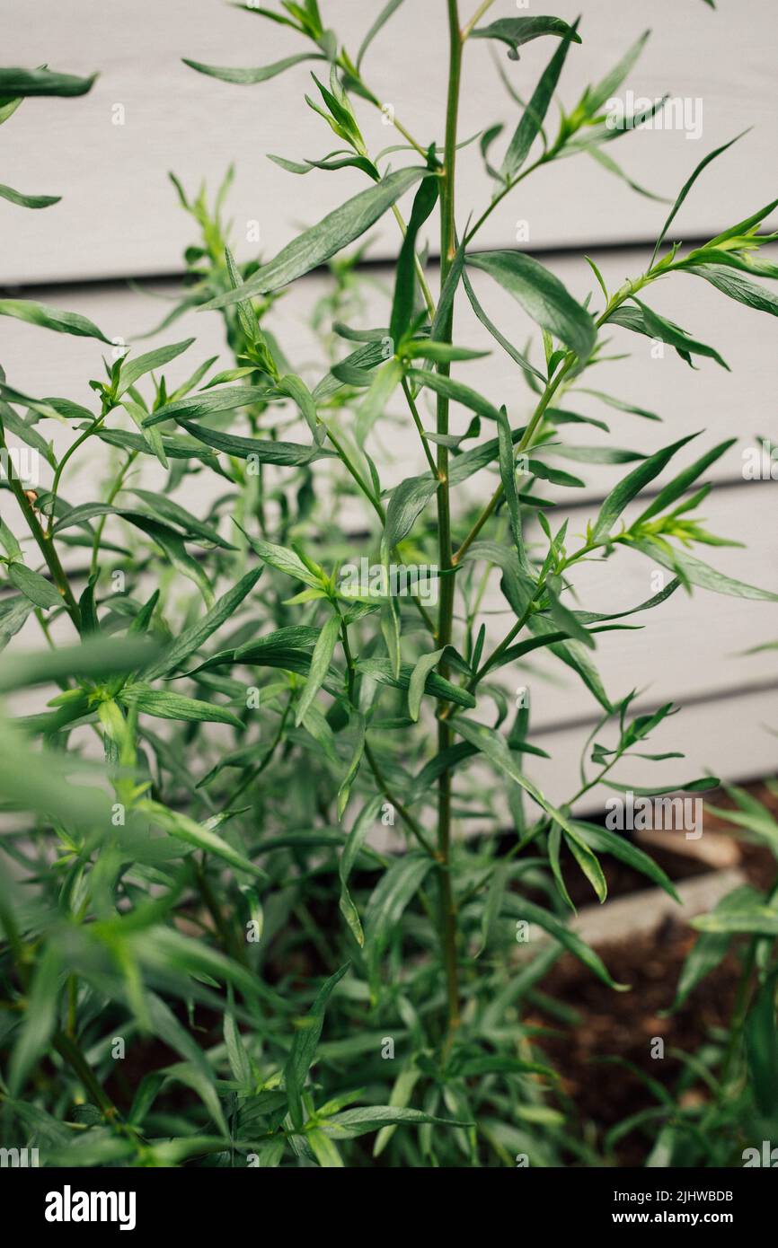 Tarragon growing hi-res stock photography and images - Alamy
