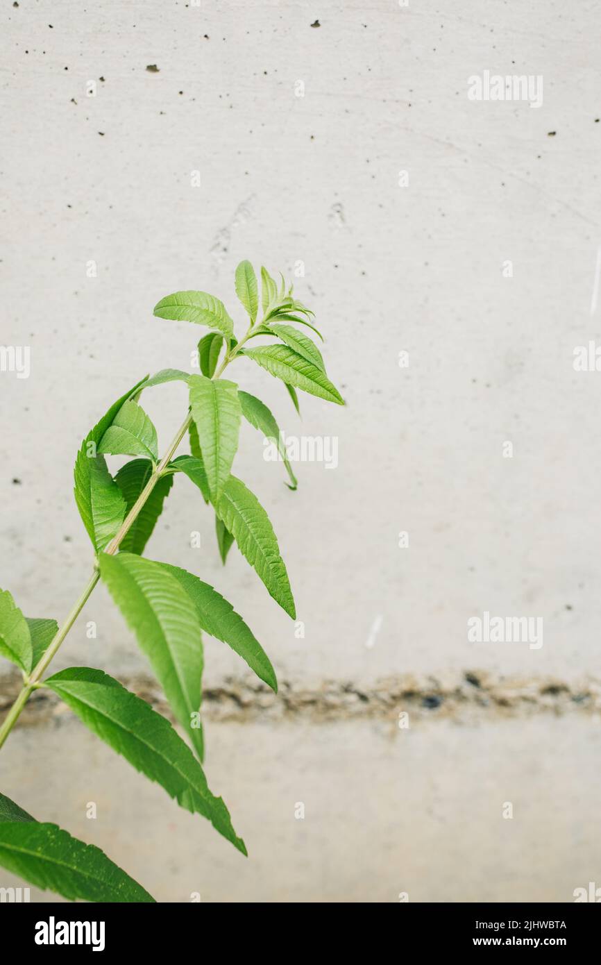 Lemon verbena aloysia citrodora hi-res stock photography and images - Alamy