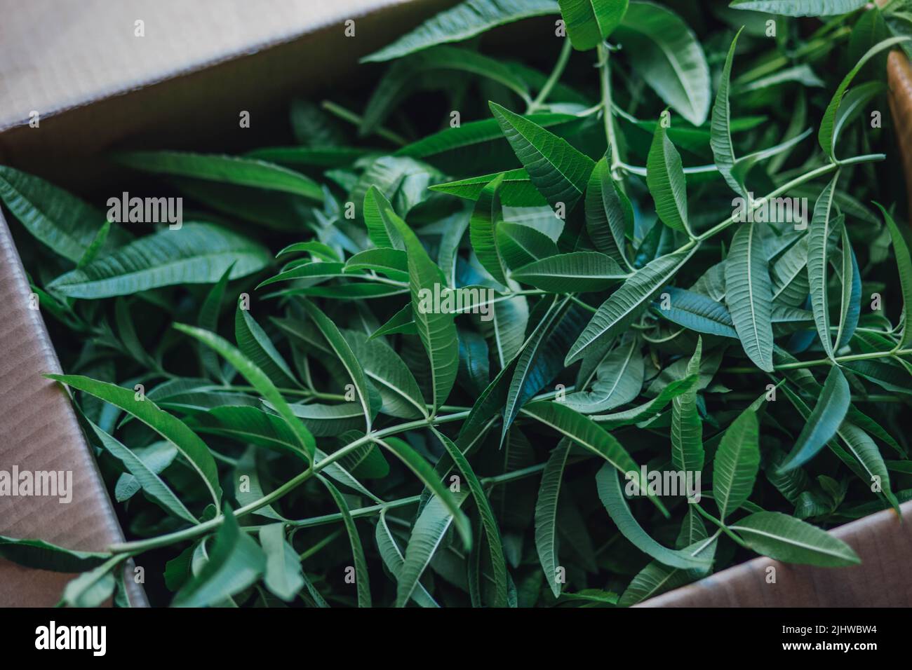 Lemon box hi-res stock photography and images - Alamy