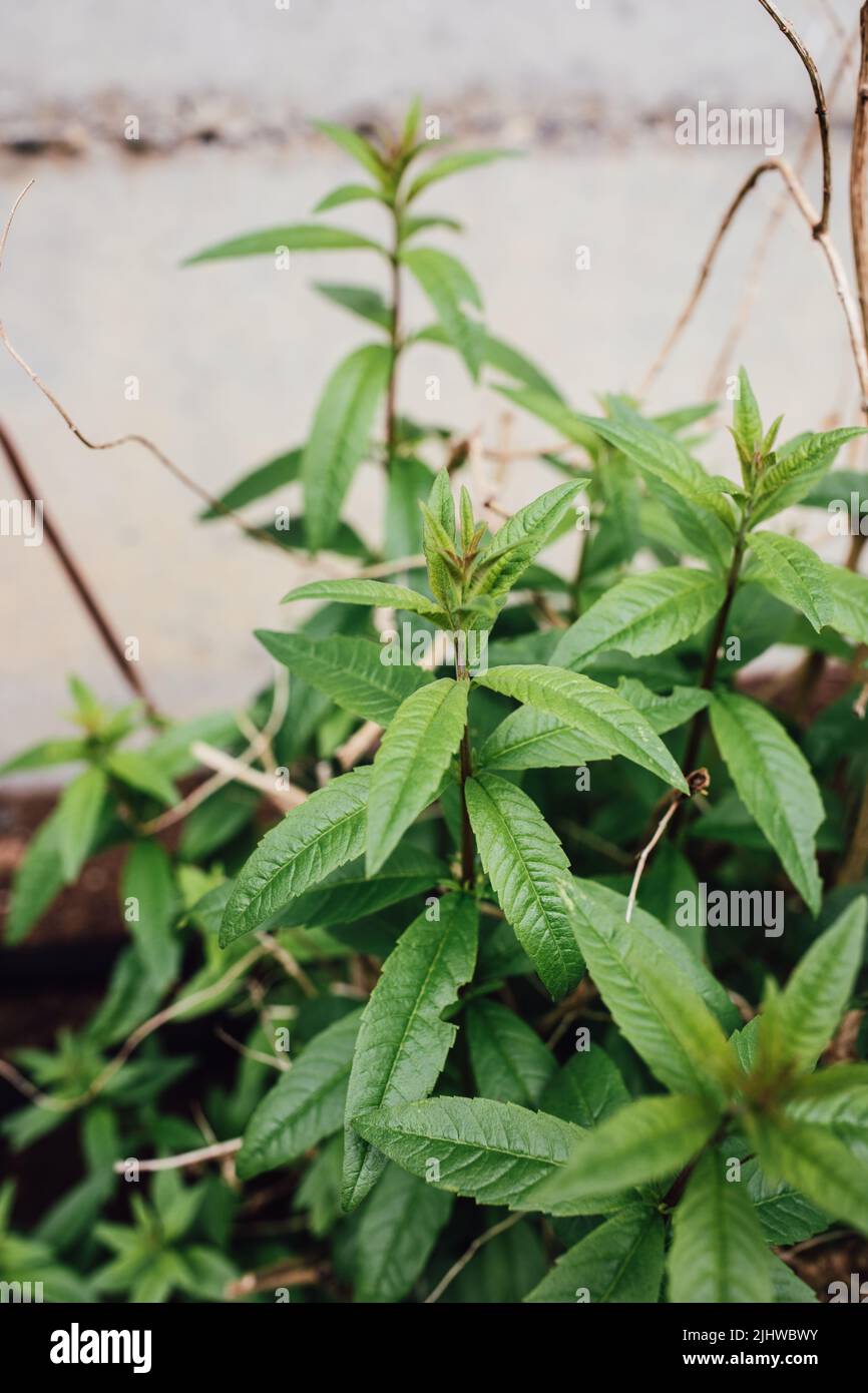 Lemon verbena, Lemon beebrush, Aloysia citrodora in garden Stock Photo ...
