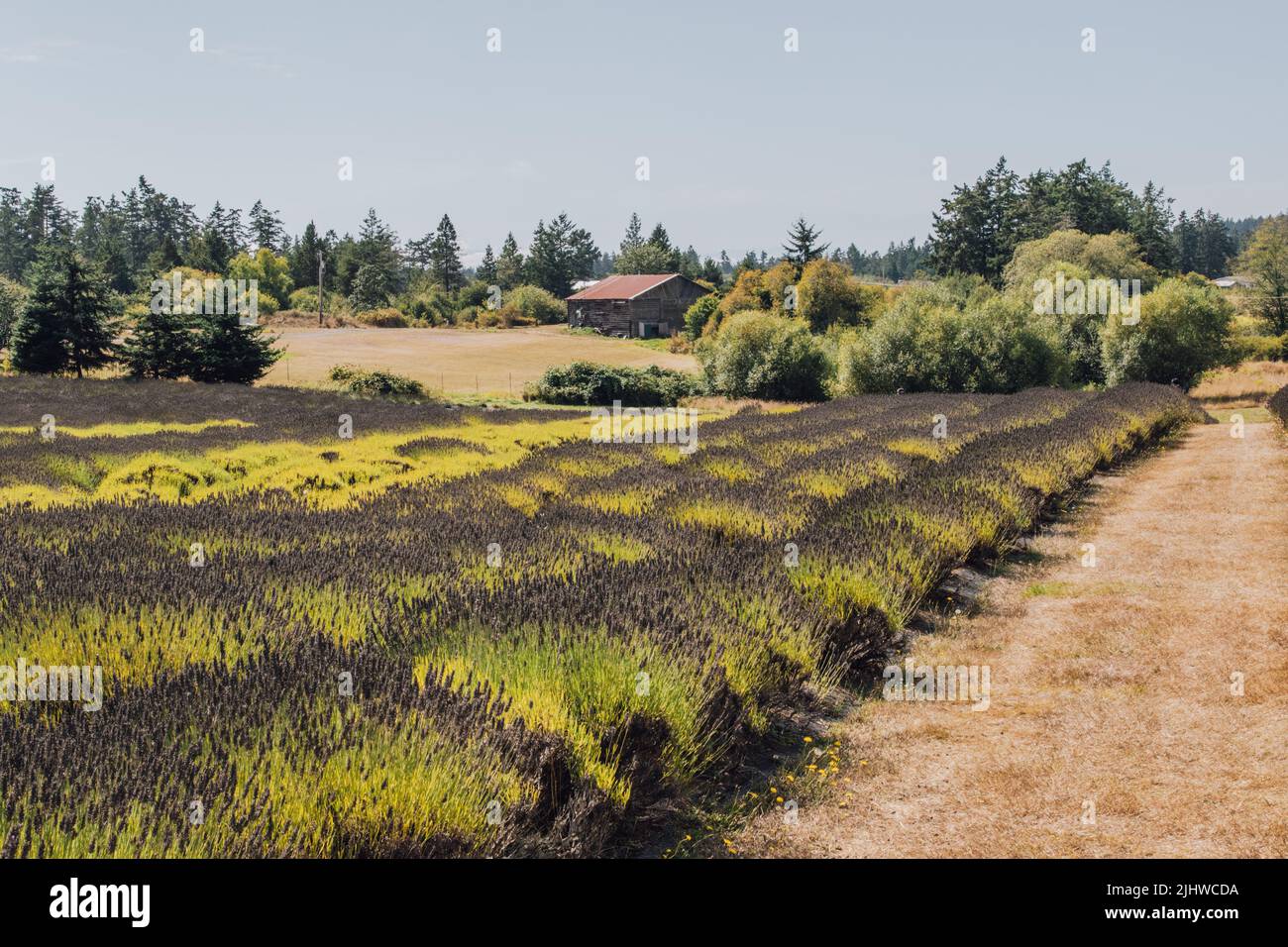 lavender field in the summer Stock Photo - Alamy