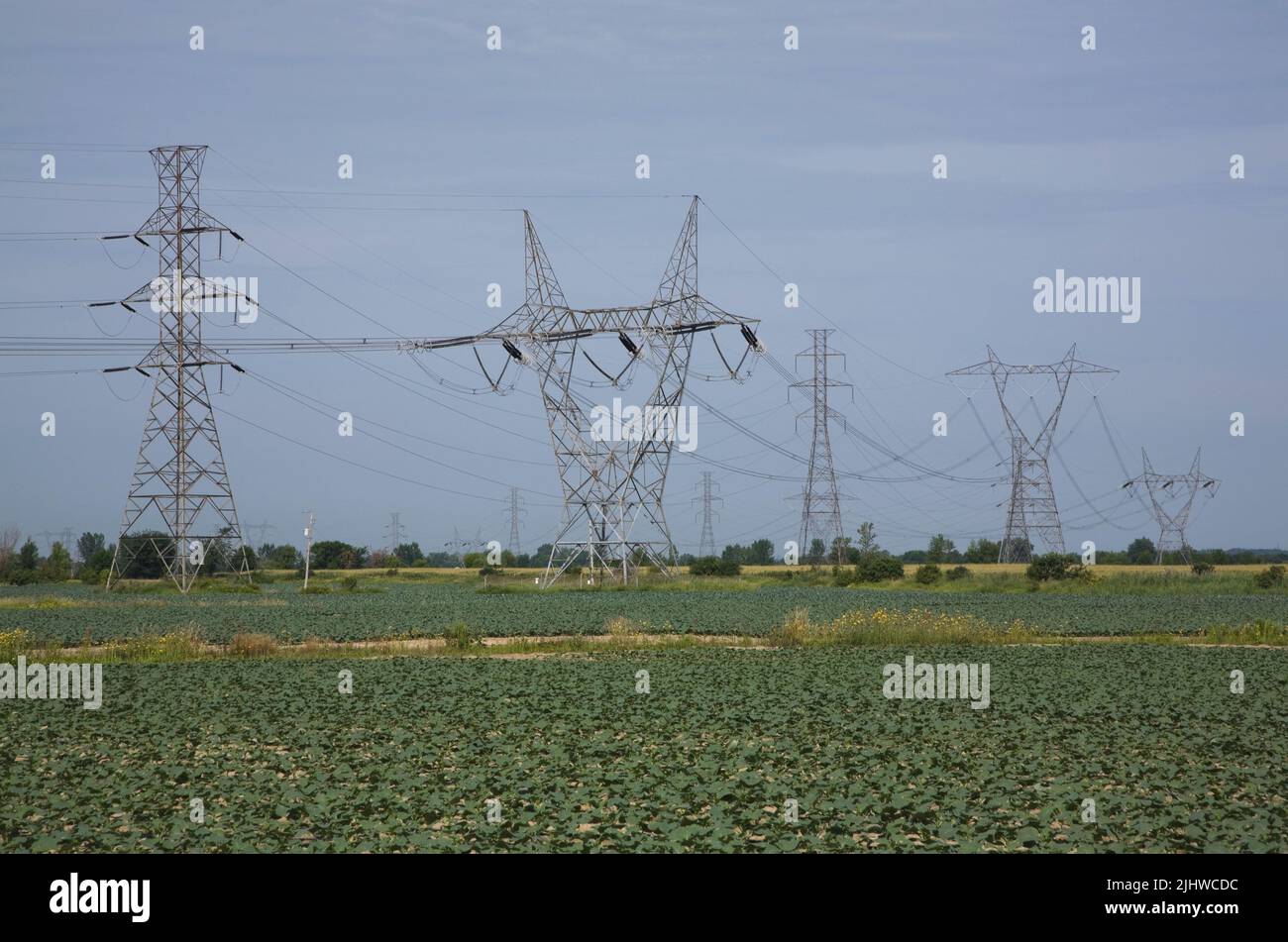 Hydro electricity transmission towers in agricultural field of Brassica ...