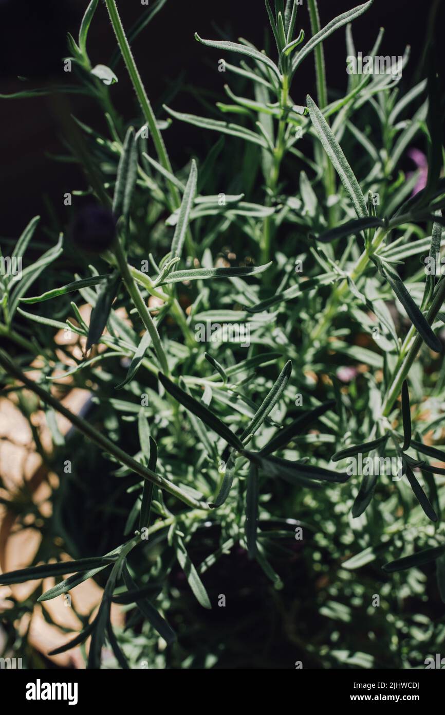 Lavandula stoechas also known as Spanish Lavender, French Lavender ...