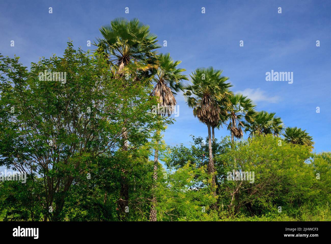 carnauba palm in the caatinga, native vegetation of northeastern brazil ...