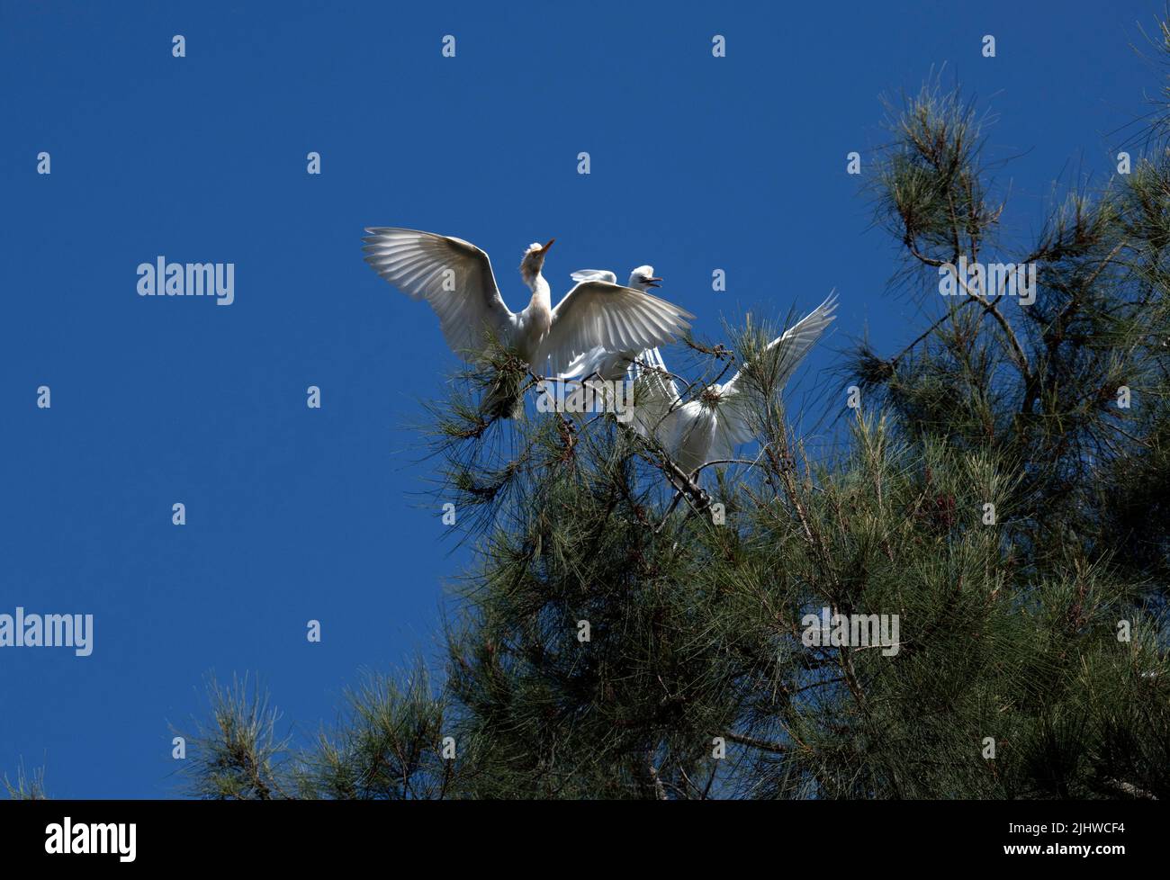 Three Cattle Egrets (Bubulcus ibis) perching on a tree in Sydney, NSW ...