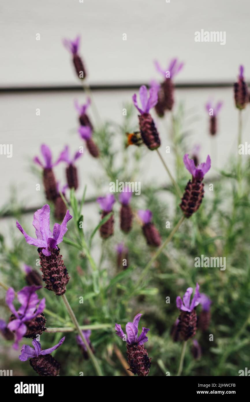 Lavandula stoechas also known as Spanish Lavender, French Lavender ...