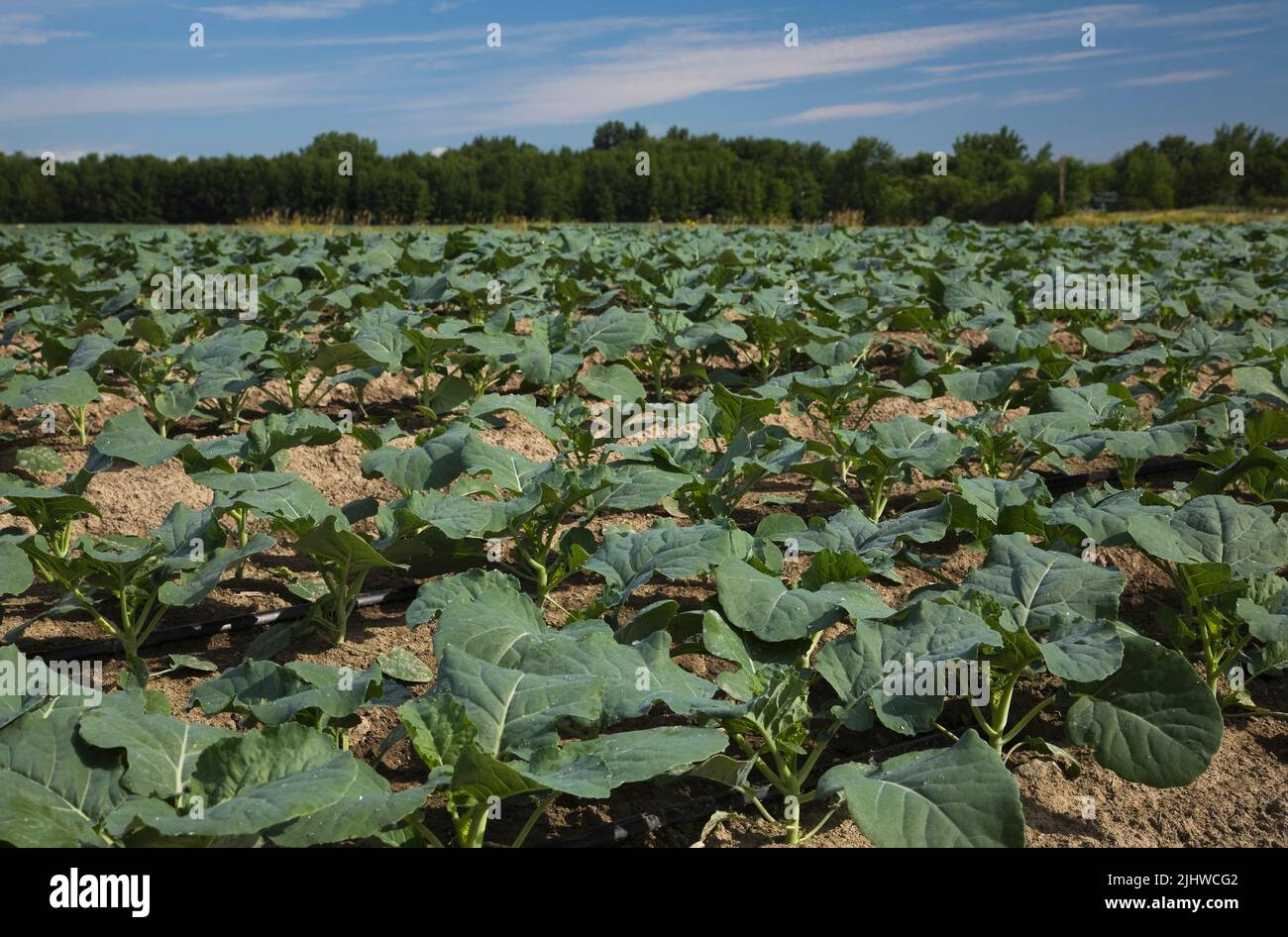Large scale leafy hi-res stock photography and images - Alamy