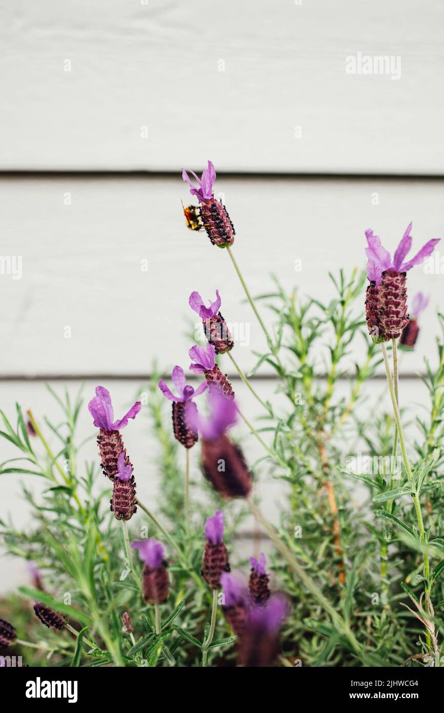 Lavandula stoechas also known as Spanish Lavender, French Lavender ...