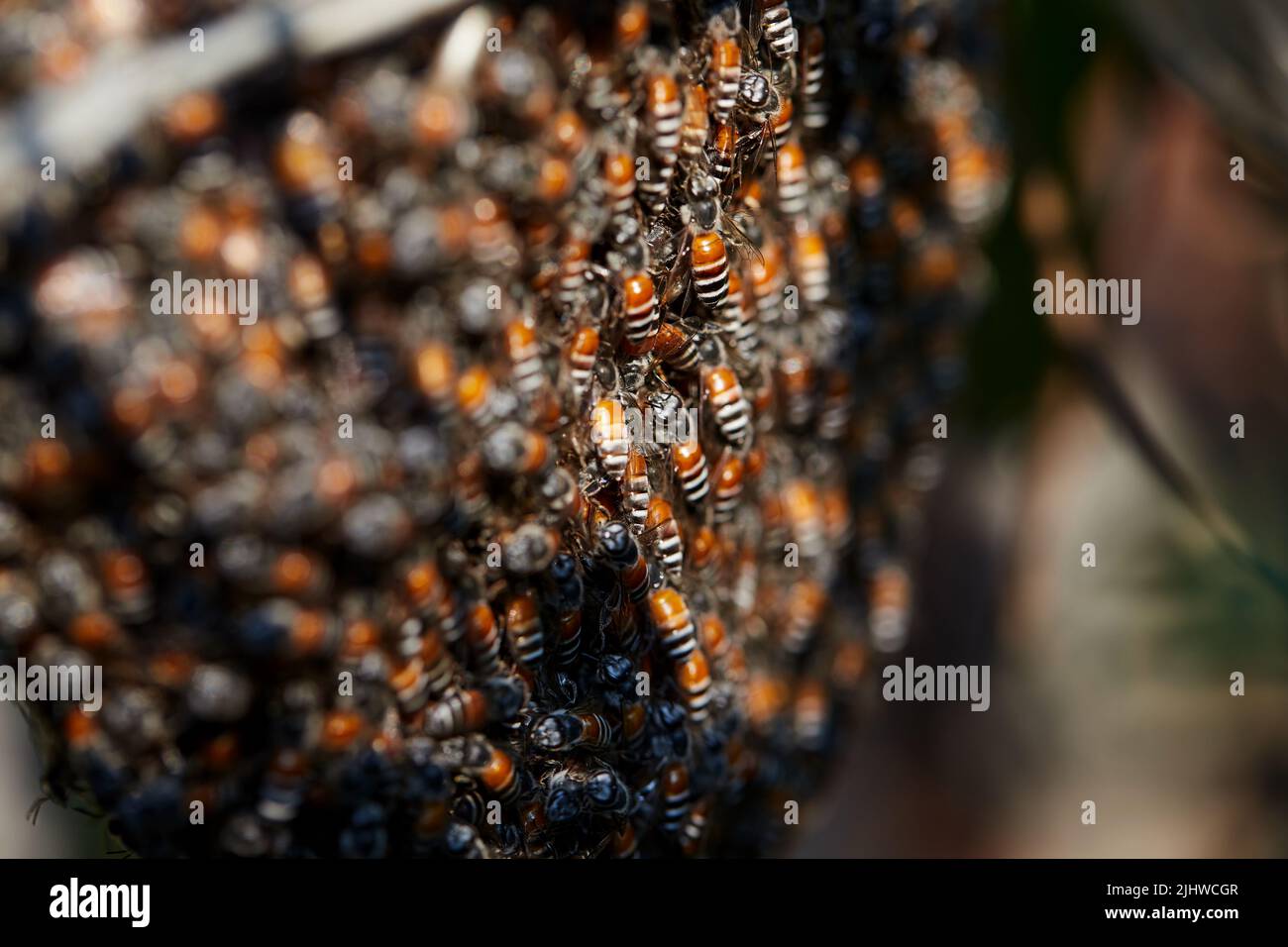 Close-up view of bees cover honeycomb in the forest Stock Photo - Alamy