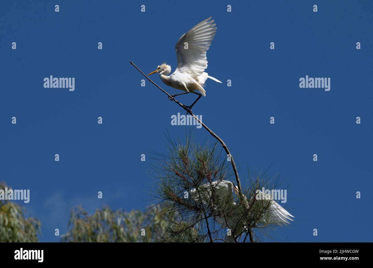 Two Cattle Egrets (Bubulcus ibis) perching on a tree in Sydney, NSW ...