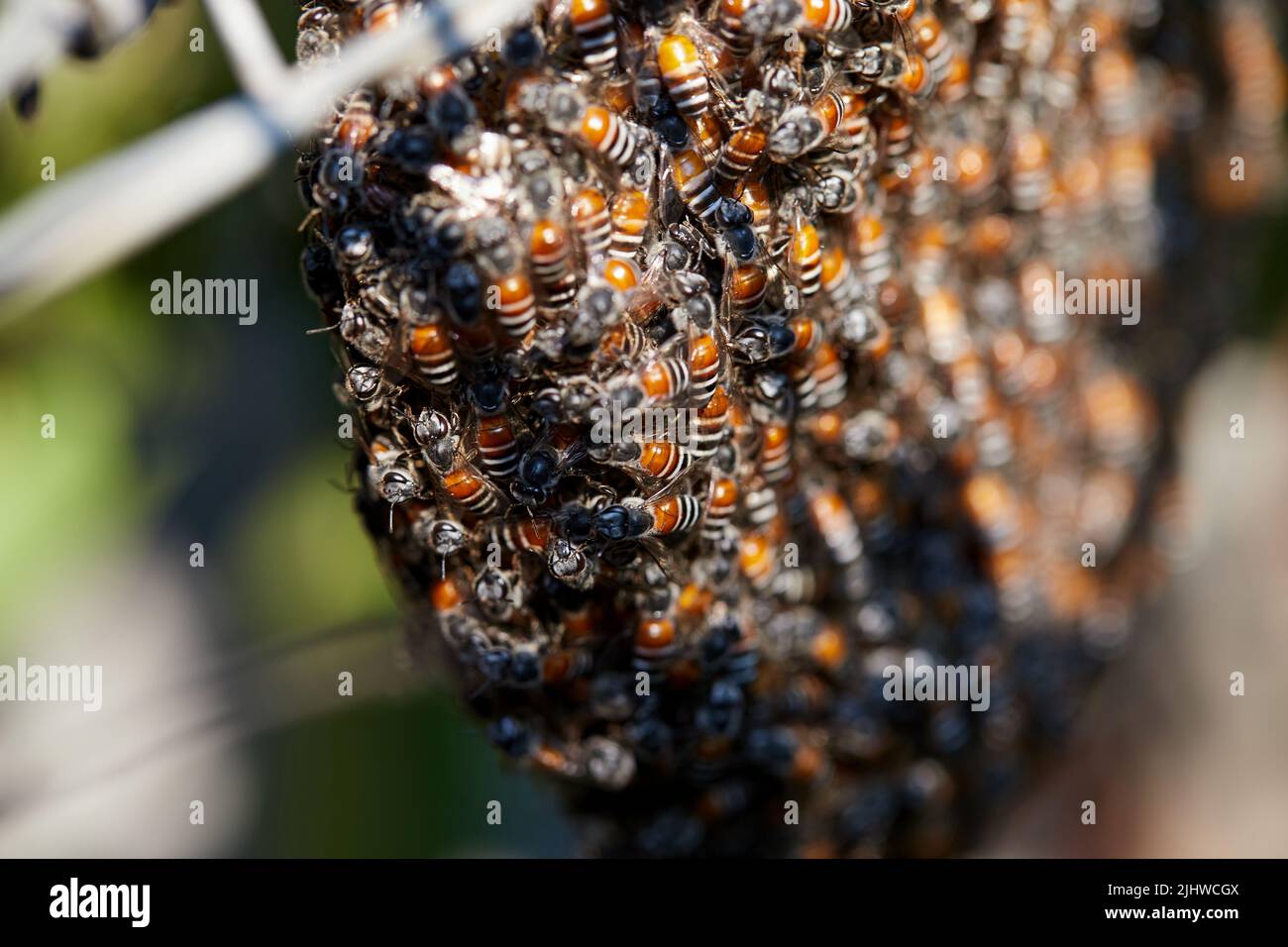 Close-up view of bees cover honeycomb in the forest Stock Photo - Alamy