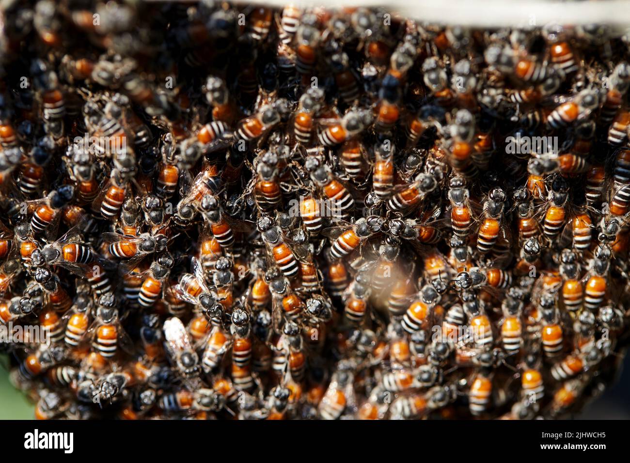 Close-up view of bees cover honeycomb in the forest Stock Photo - Alamy