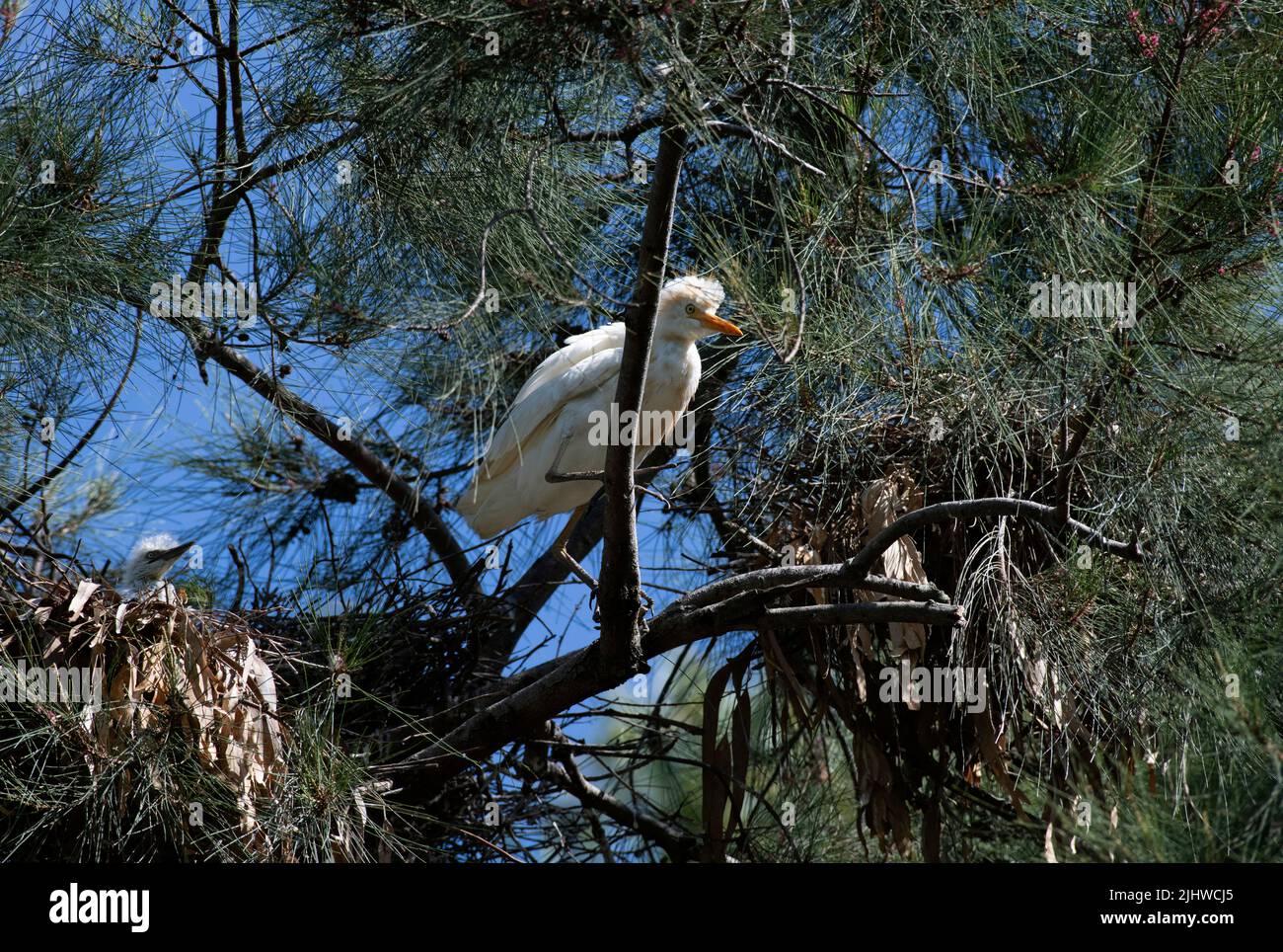 Ibis chick hi-res stock photography and images - Alamy