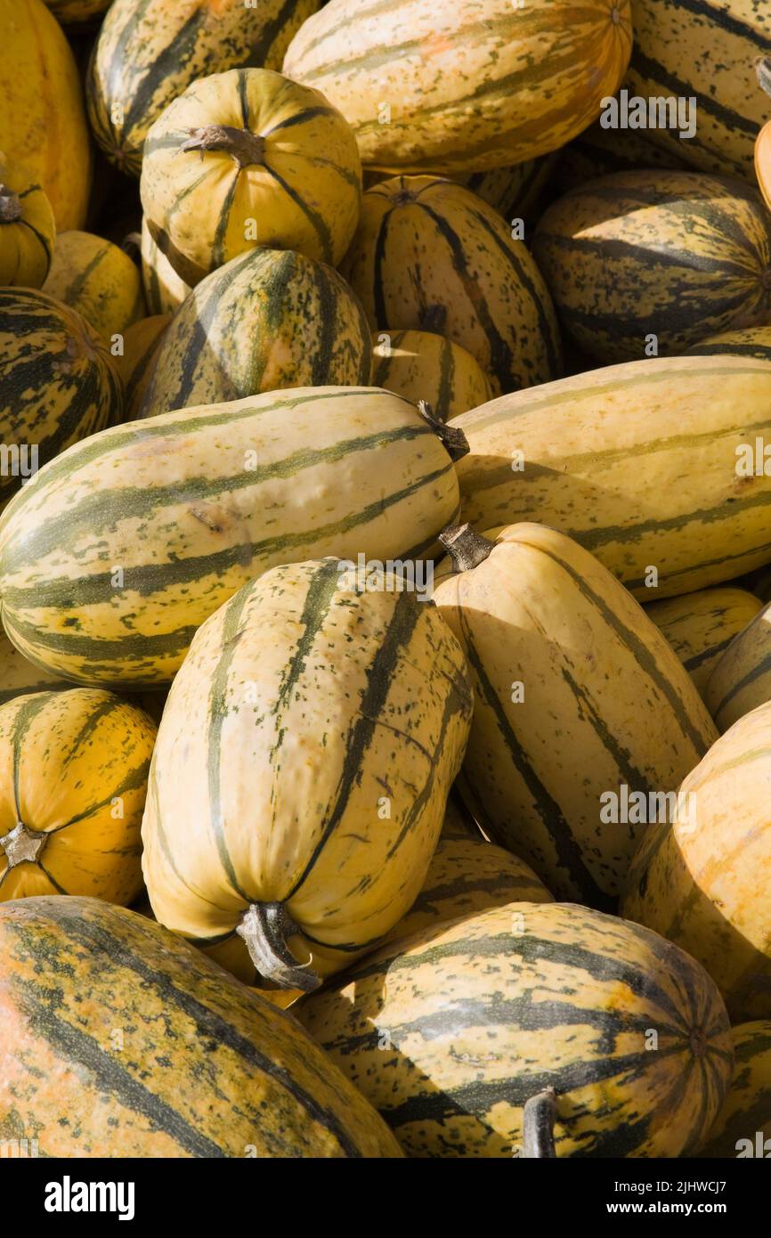 Cucurbita pepo 'Delicata' - Squash in bin at outdoor market Stock Photo ...