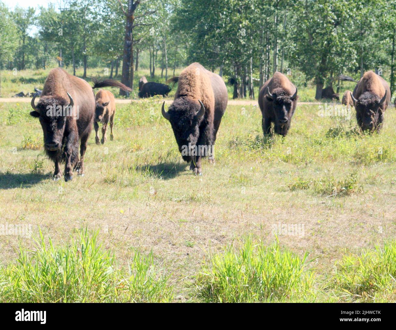 Bison walking in field Stock Photo - Alamy