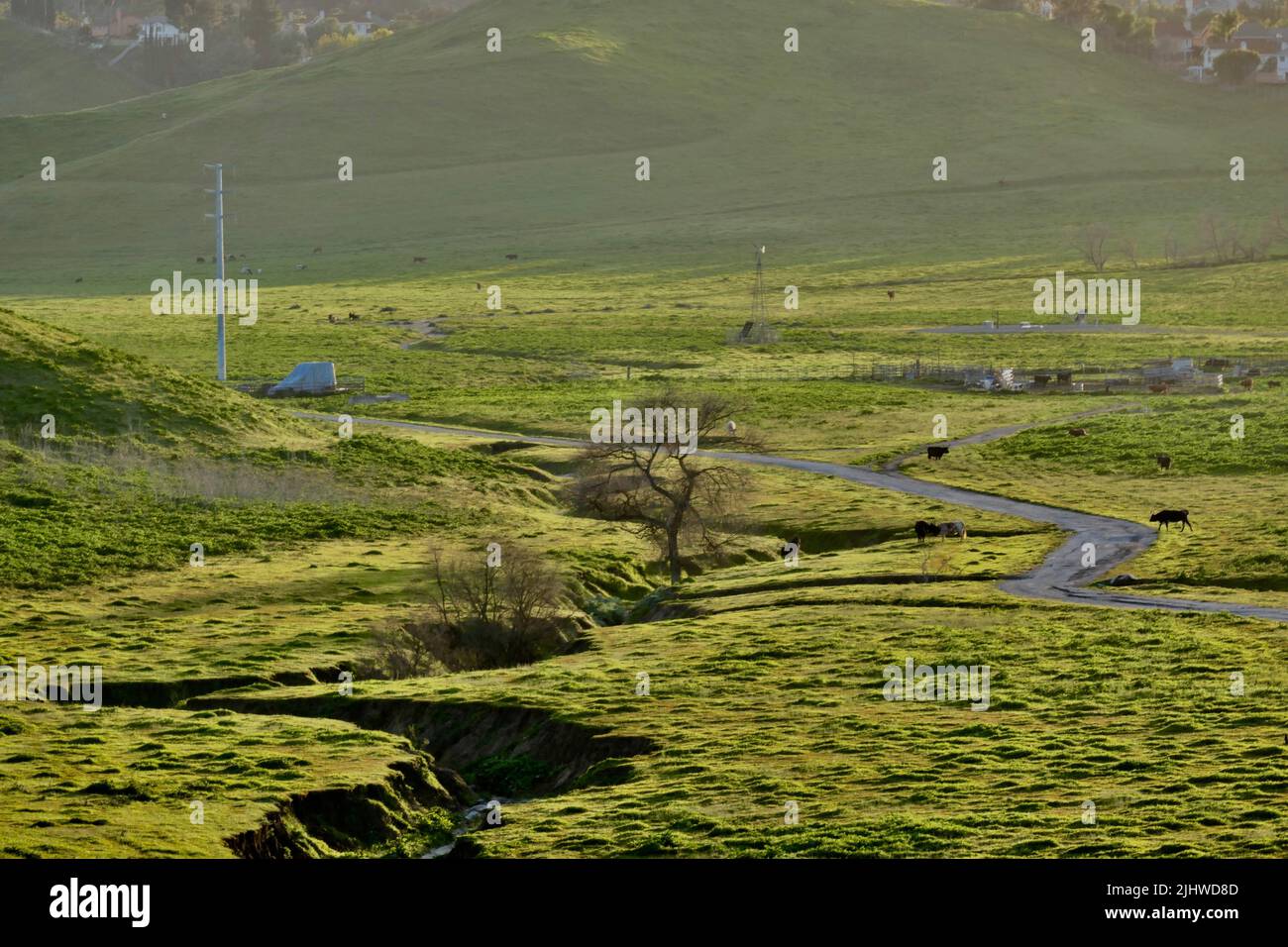 A Landscape of a green meadow and a narrow curved road between grass ...