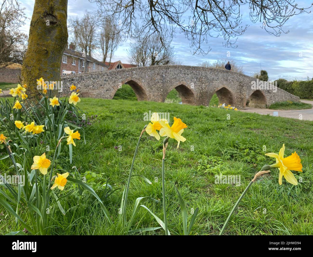 The Moulton Packhorse Bridge and a green grass park with Wild daffodils ...