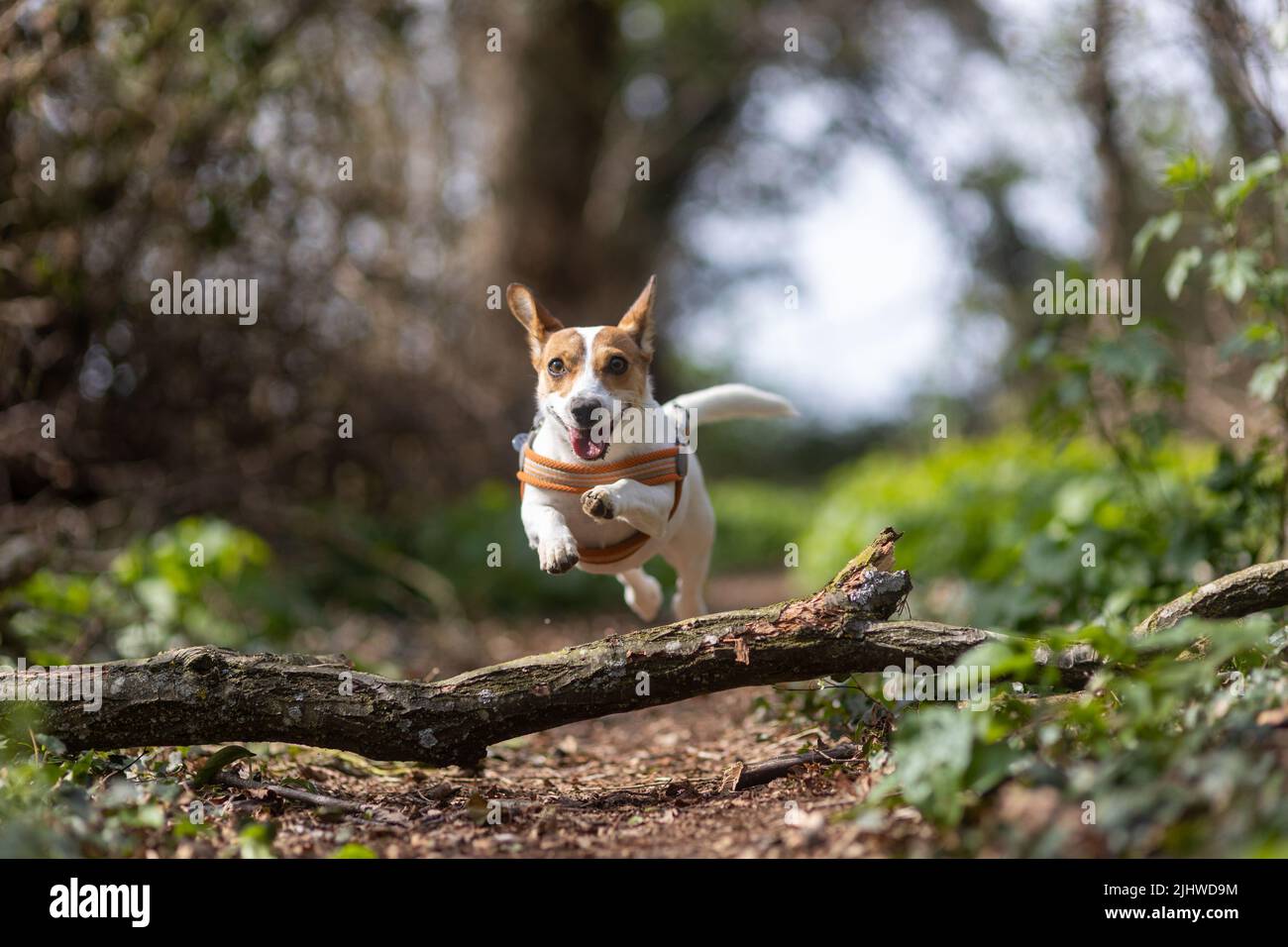 A Shallow focus of a cute Jack Russell Terrier puppy with a collar ...