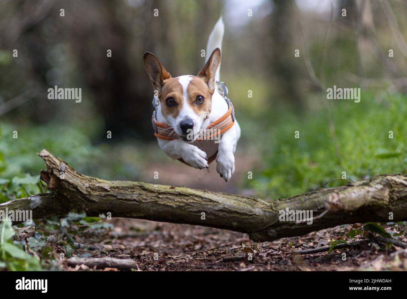 A Shallow focus of Jack Russell Terrier puppy witha collar jumping over ...
