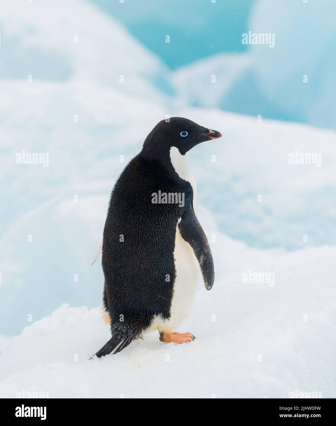Adelie Penguin just chillin on an iceberg Stock Photo - Alamy
