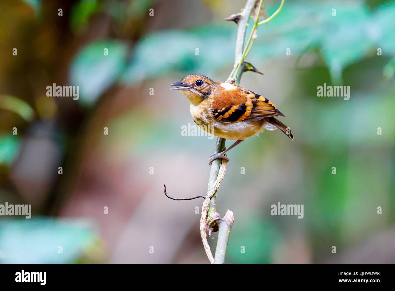 Spotted Antbird perched on a tree branch Stock Photo - Alamy