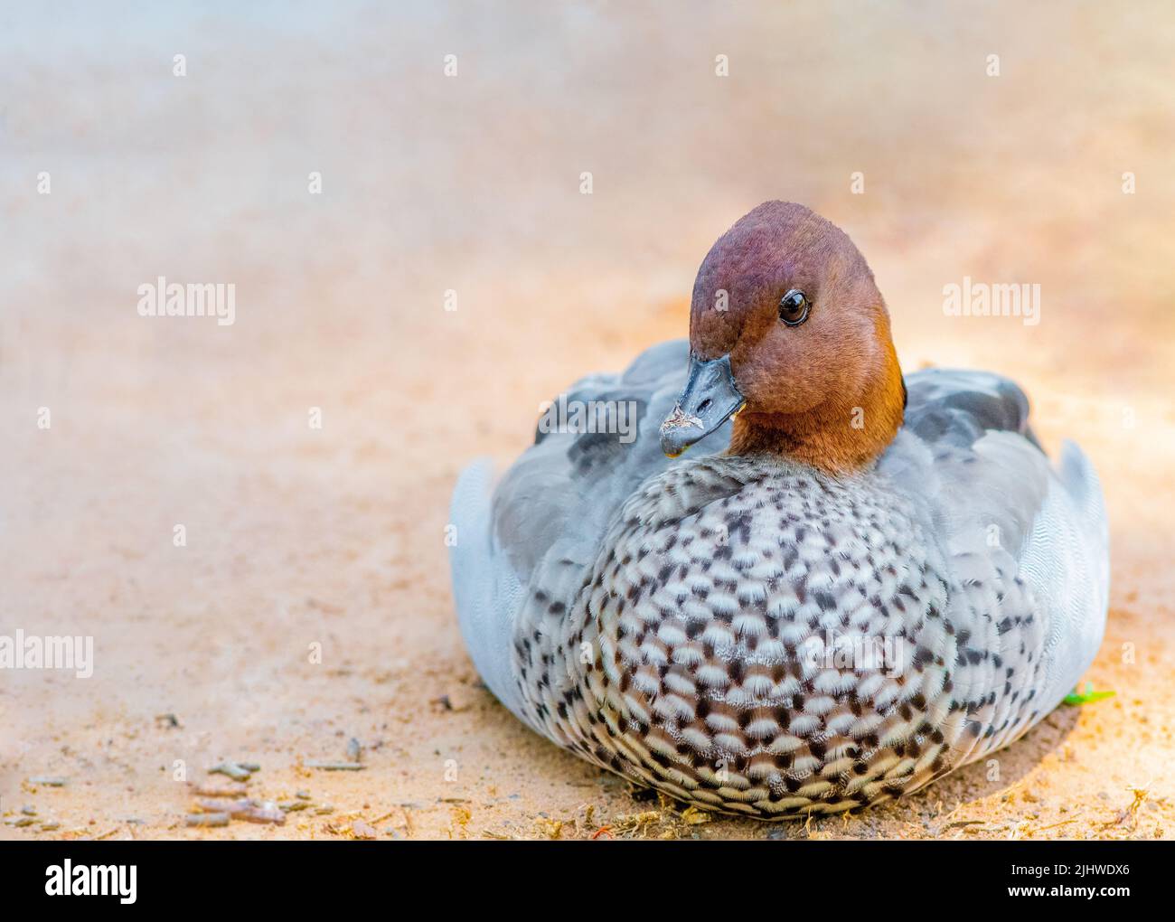 Australian wood duck sitting nice and plump Stock Photo - Alamy