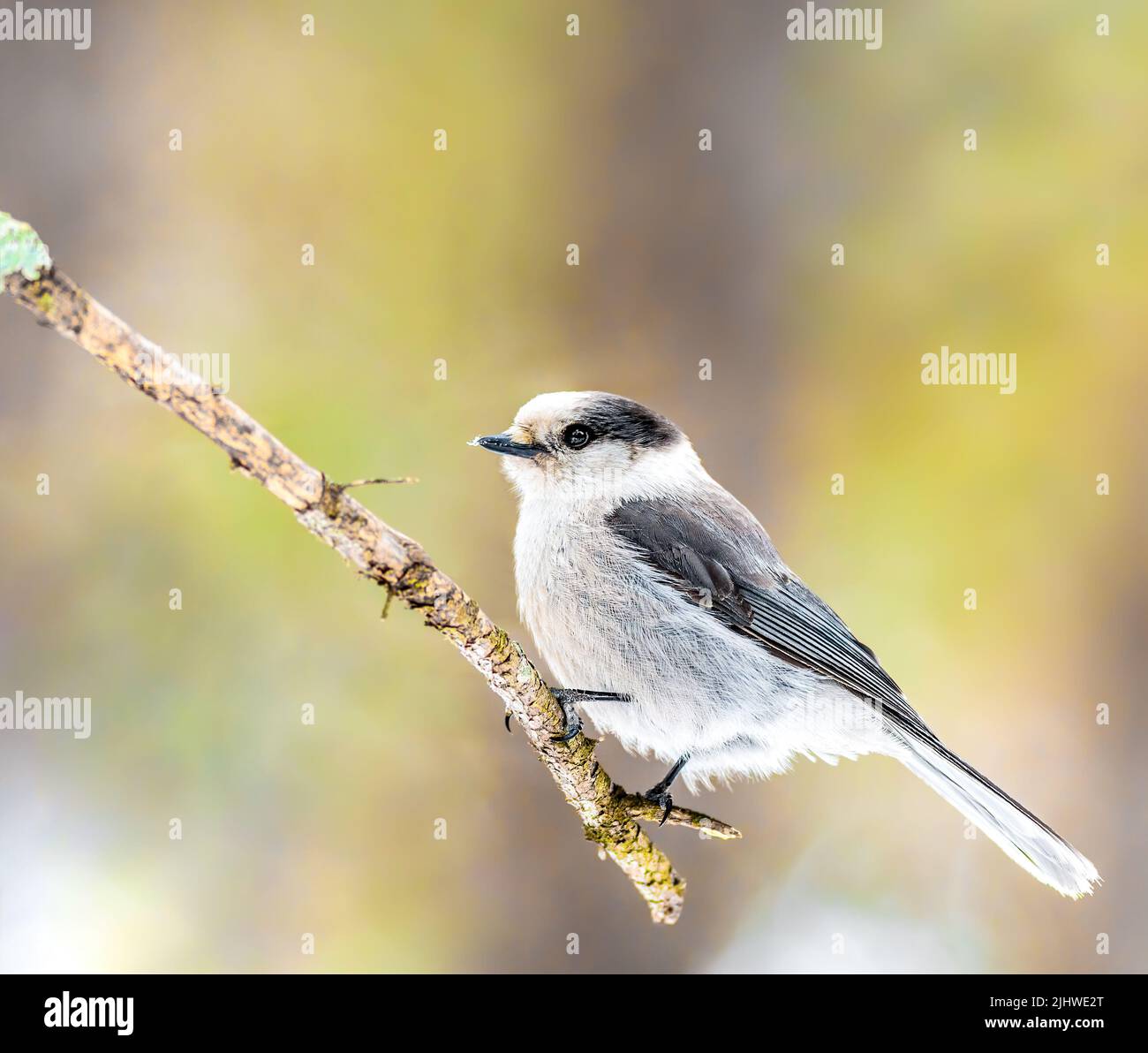 Whiskey jack birds hi-res stock photography and images - Alamy