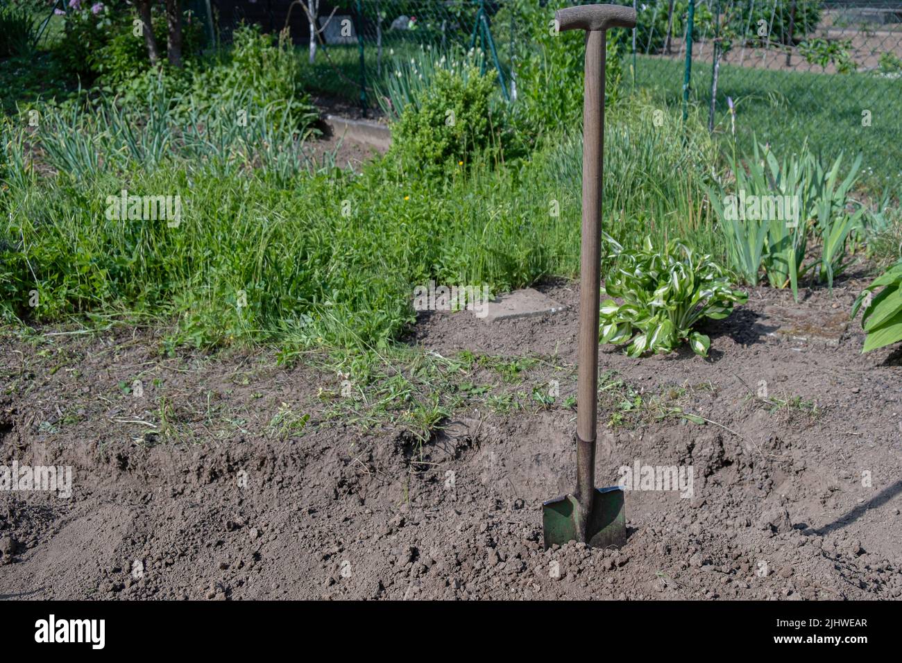 Soil with shovel. Close-up. Shovel in the garden Stock Photo - Alamy