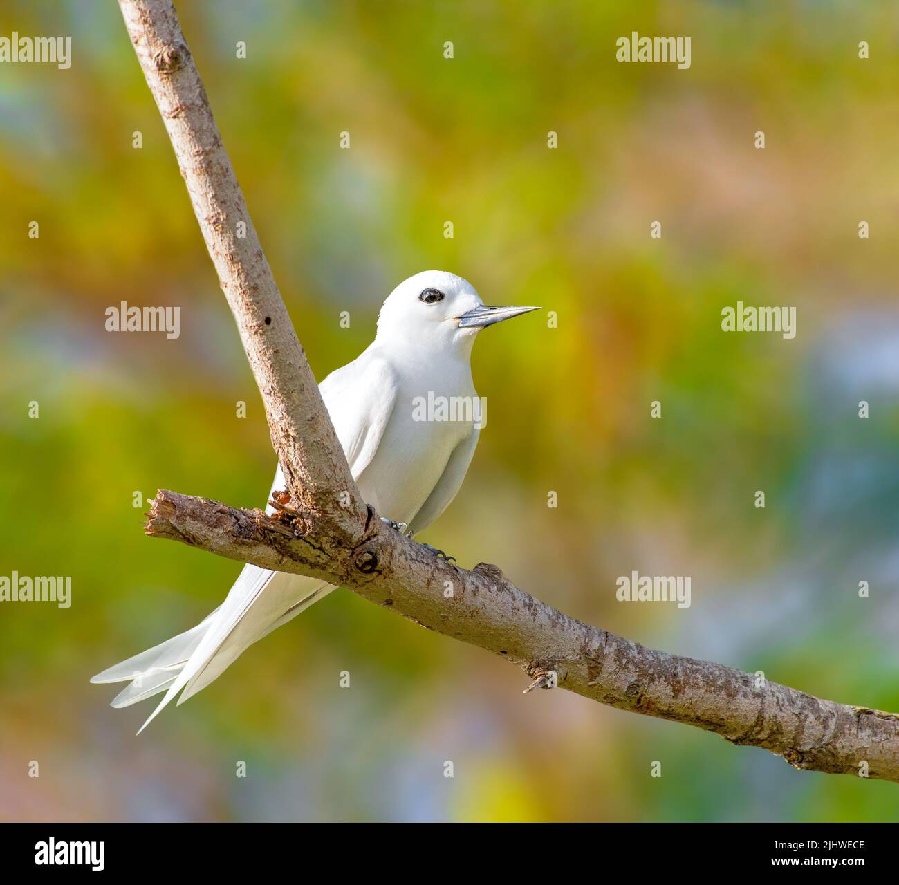 White tern bird perched hi-res stock photography and images - Alamy