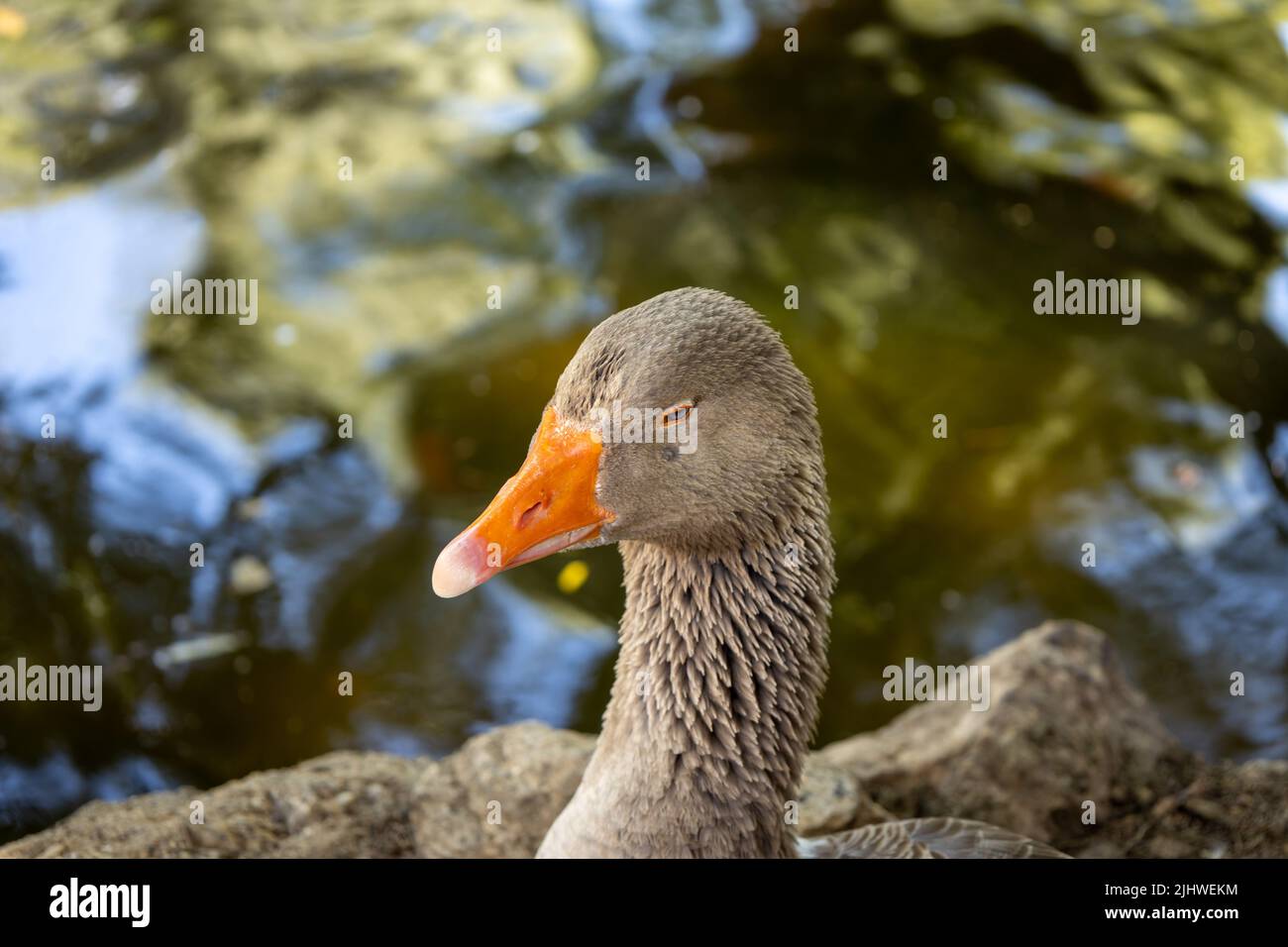 Beautiful gray colored duck squinting its eyes. Live duck in nature ...