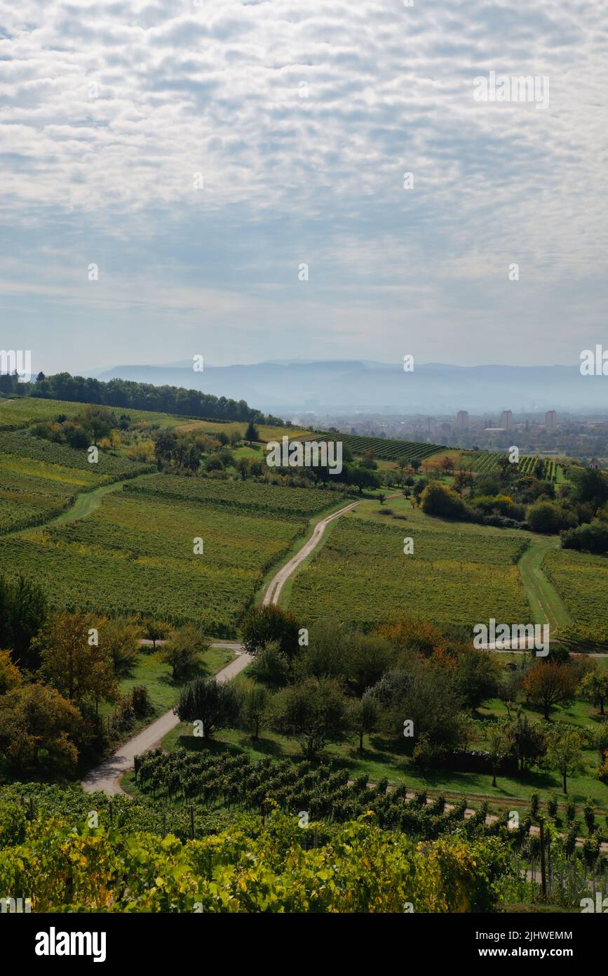 Grapevine vineyards in Germany, Markgraeflerland Stock Photo - Alamy