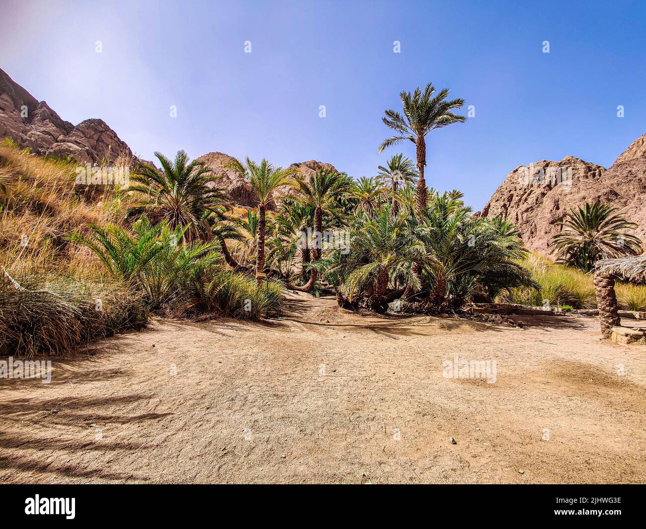 Beautiful Oasis in the desert with palm and mountain view in Dahab ...