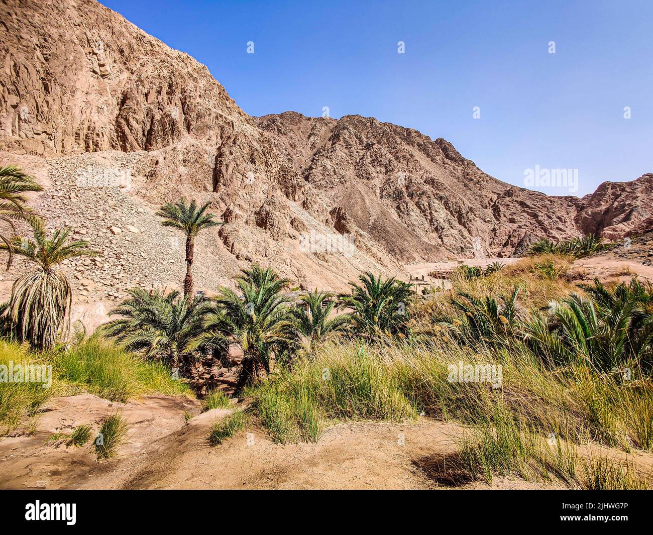 Beautiful Oasis in the desert with palm and mountain view in Dahab ...