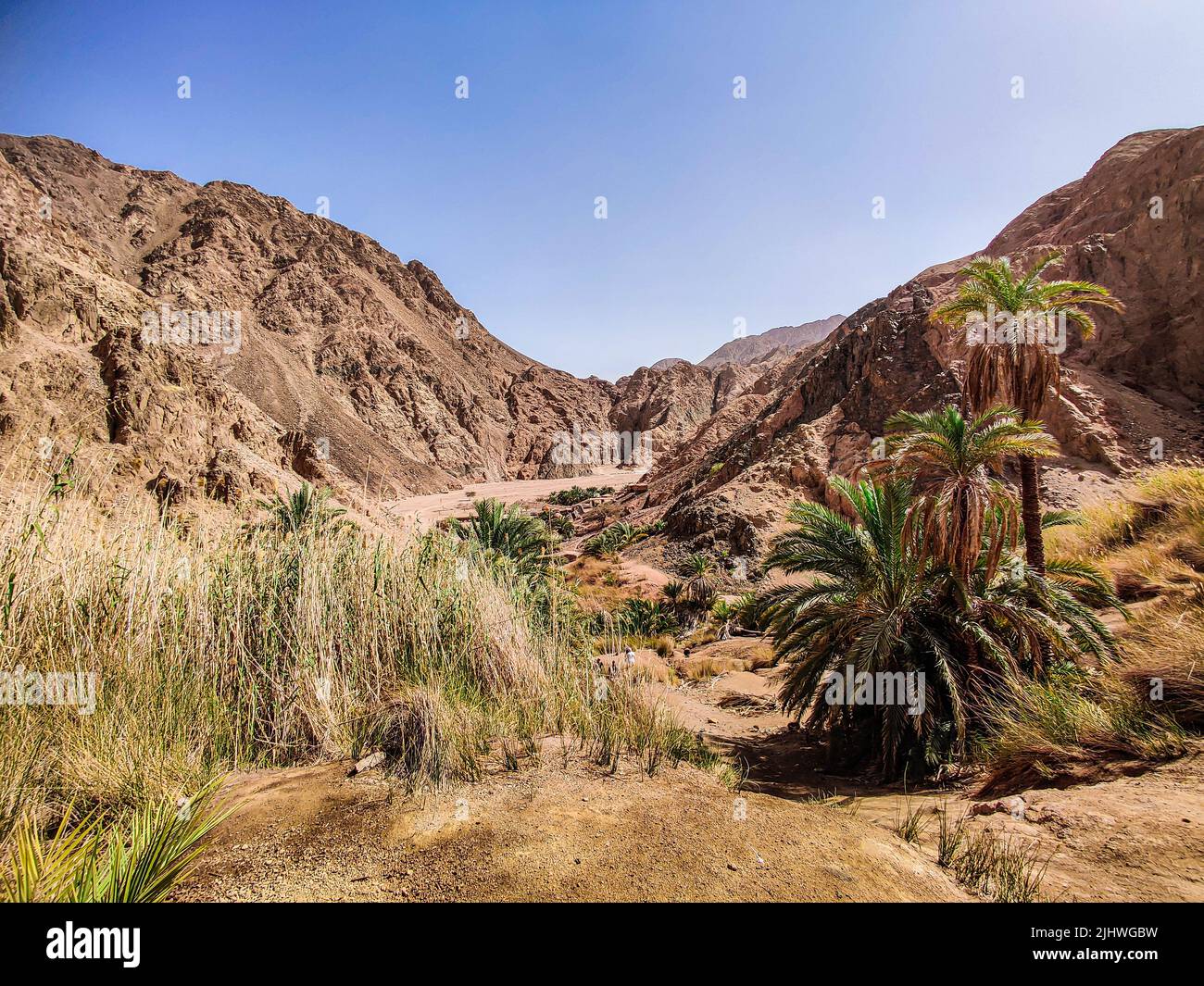 Beautiful Oasis in the desert with palm and mountain view in Dahab ...