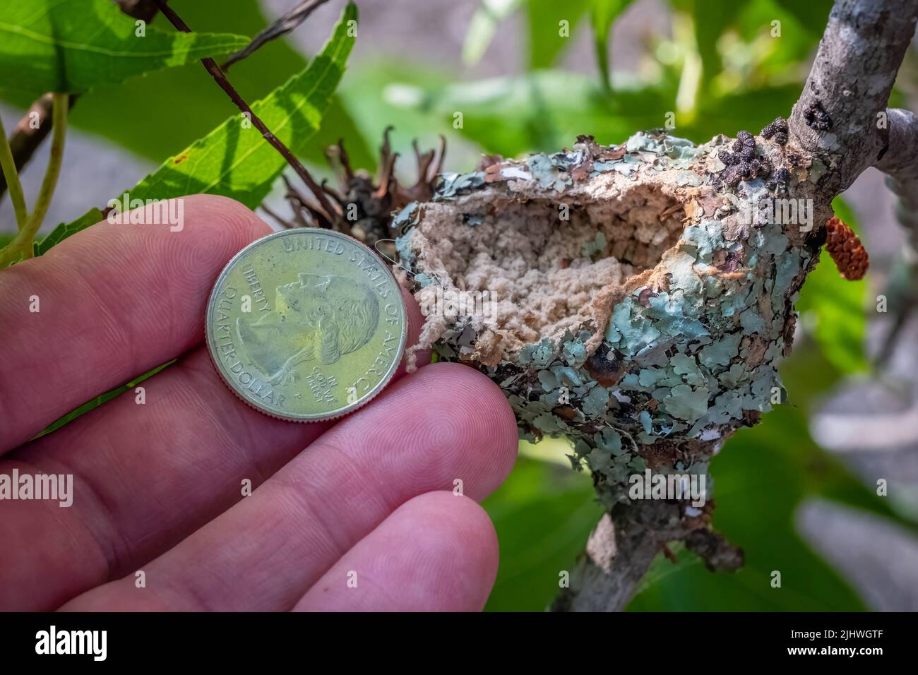 Hummingbird Nest Size
