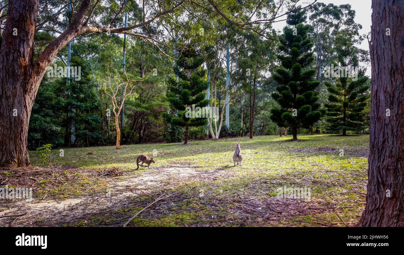 Jervis bay botanic gardens hi-res stock photography and images - Alamy