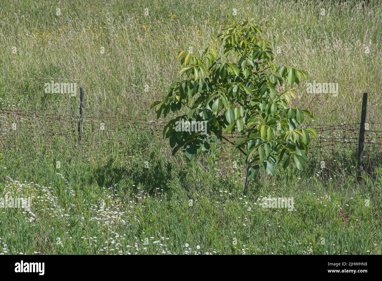 Avocado tree hi-res stock photography and images - Alamy