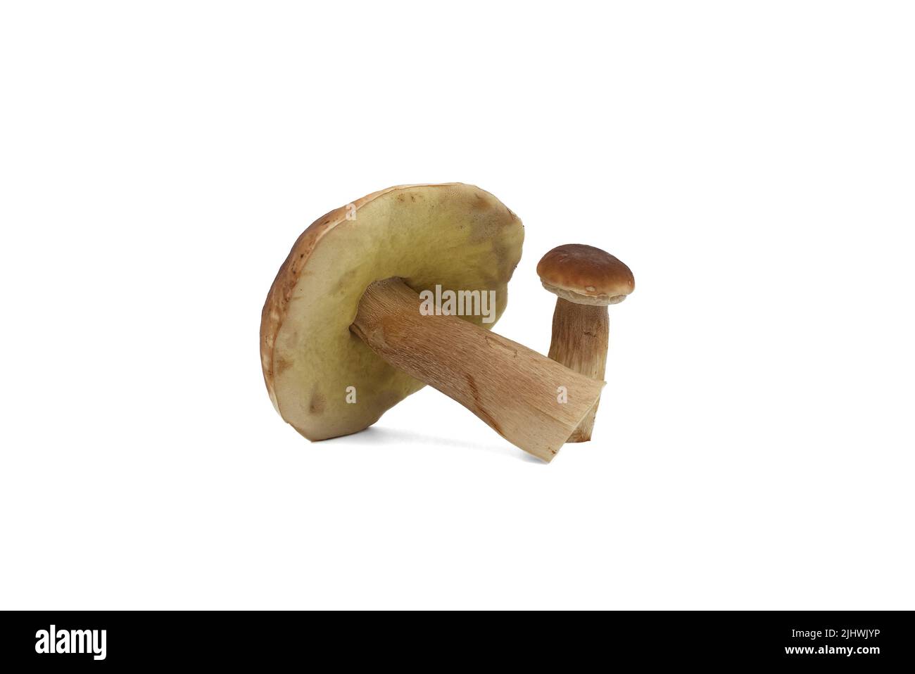 Penny Bun or Boletus edulis, Cep mushroom isolated on white background ...