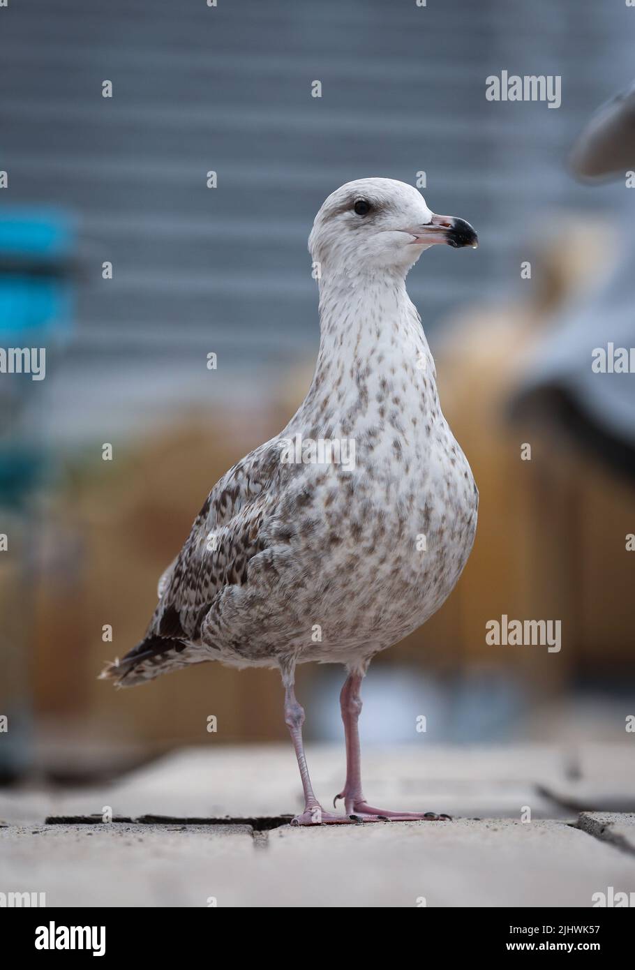 PRODUCTION - 07 July 2022, Schleswig-Holstein, Travemünde: A seagull ...