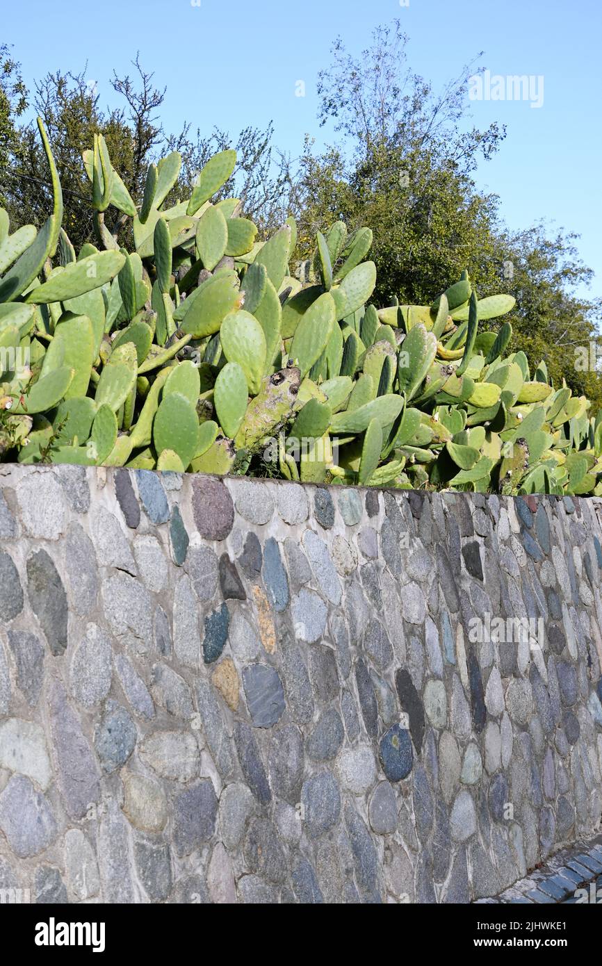 Stone wall with cactus plants Stock Photo - Alamy