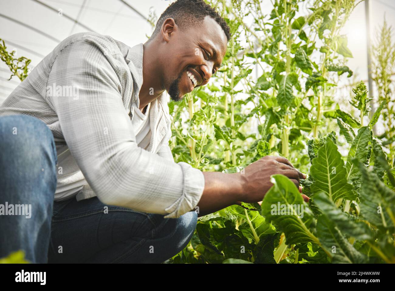 Caring for his crops. a handsome young man working on his farm Stock ...